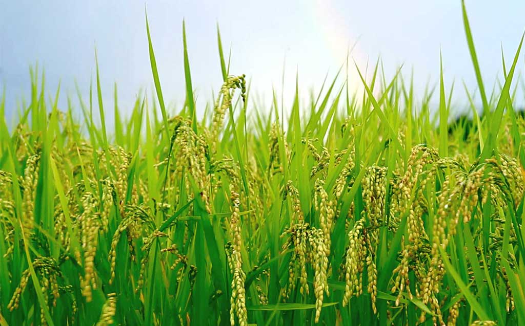 Nur Jamal Group of Industries